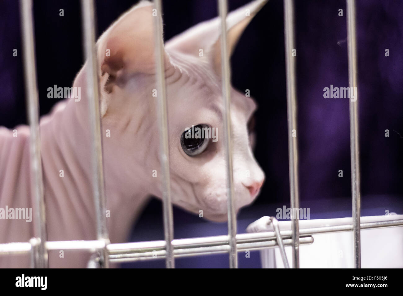 Birmingham, UK. 24 October 2015. 39th Supreme Cat Show held at the NEC ...