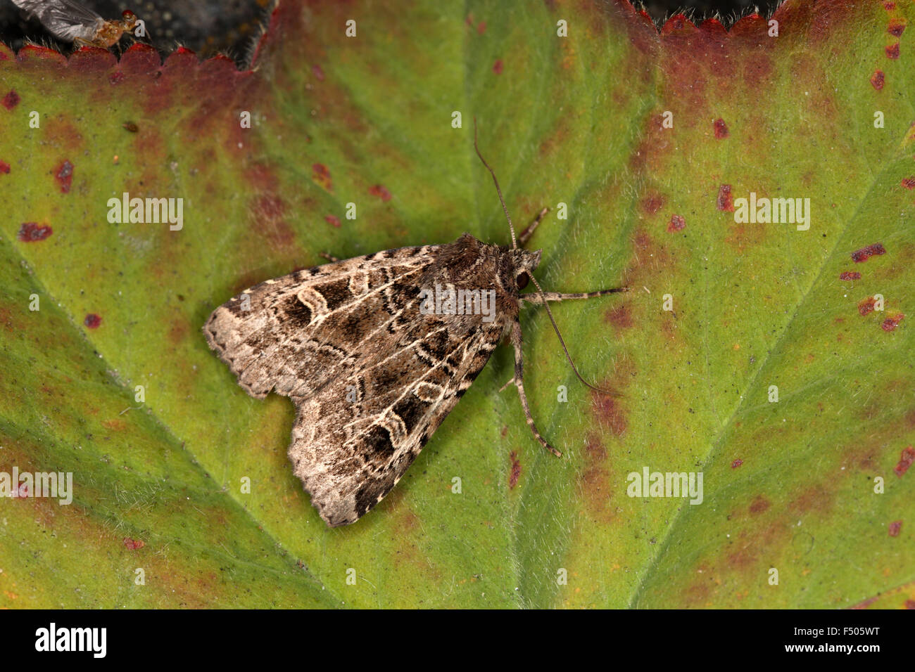 Gothic moth hi-res stock photography and images - Alamy