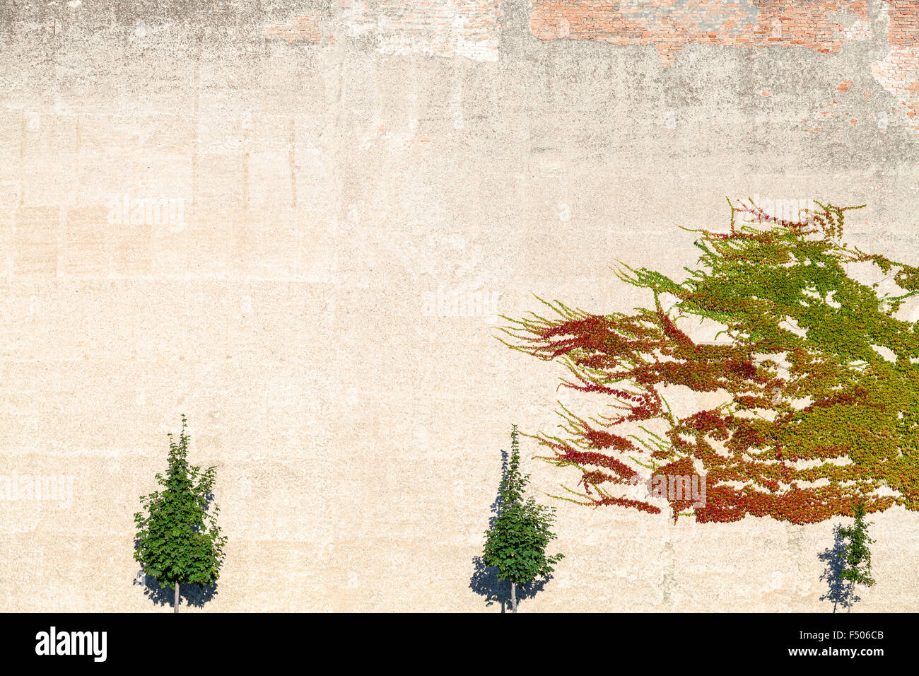 natural background - tree green trees and ivy on plastered wall outdoor ...