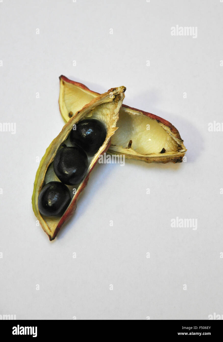 Peony seed pod hi-res stock photography and images - Alamy