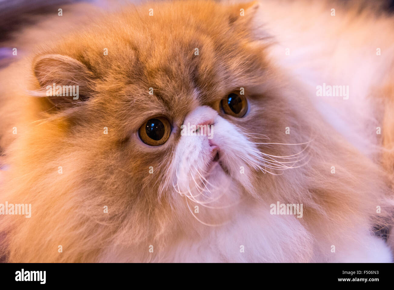 Birmingham, UK. 24 October 2015. 39th Supreme Cat Show held at the NEC ...