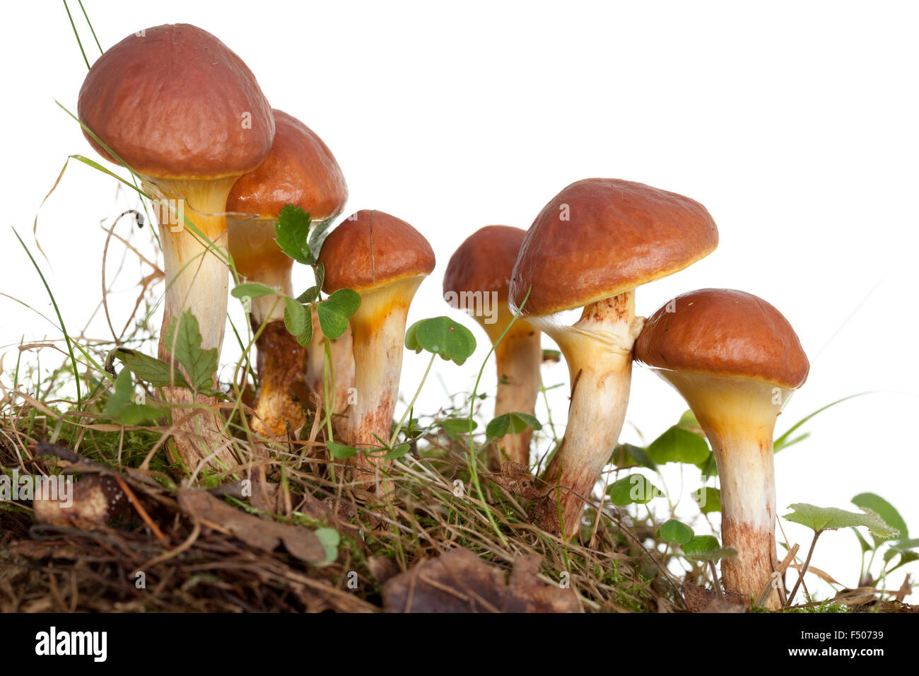 edible mushrooms (Suillus grevillei ) on white background Stock Photo ...