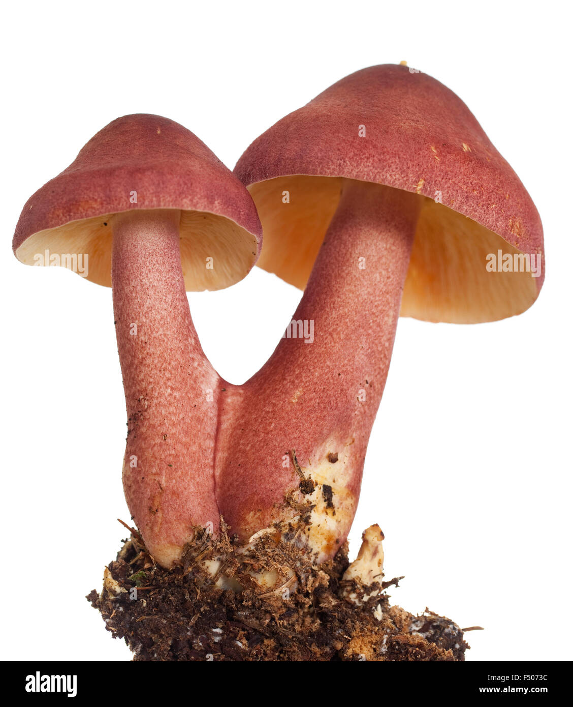 edible mushrooms (Tricholomopsis rutilans) on white background Stock ...