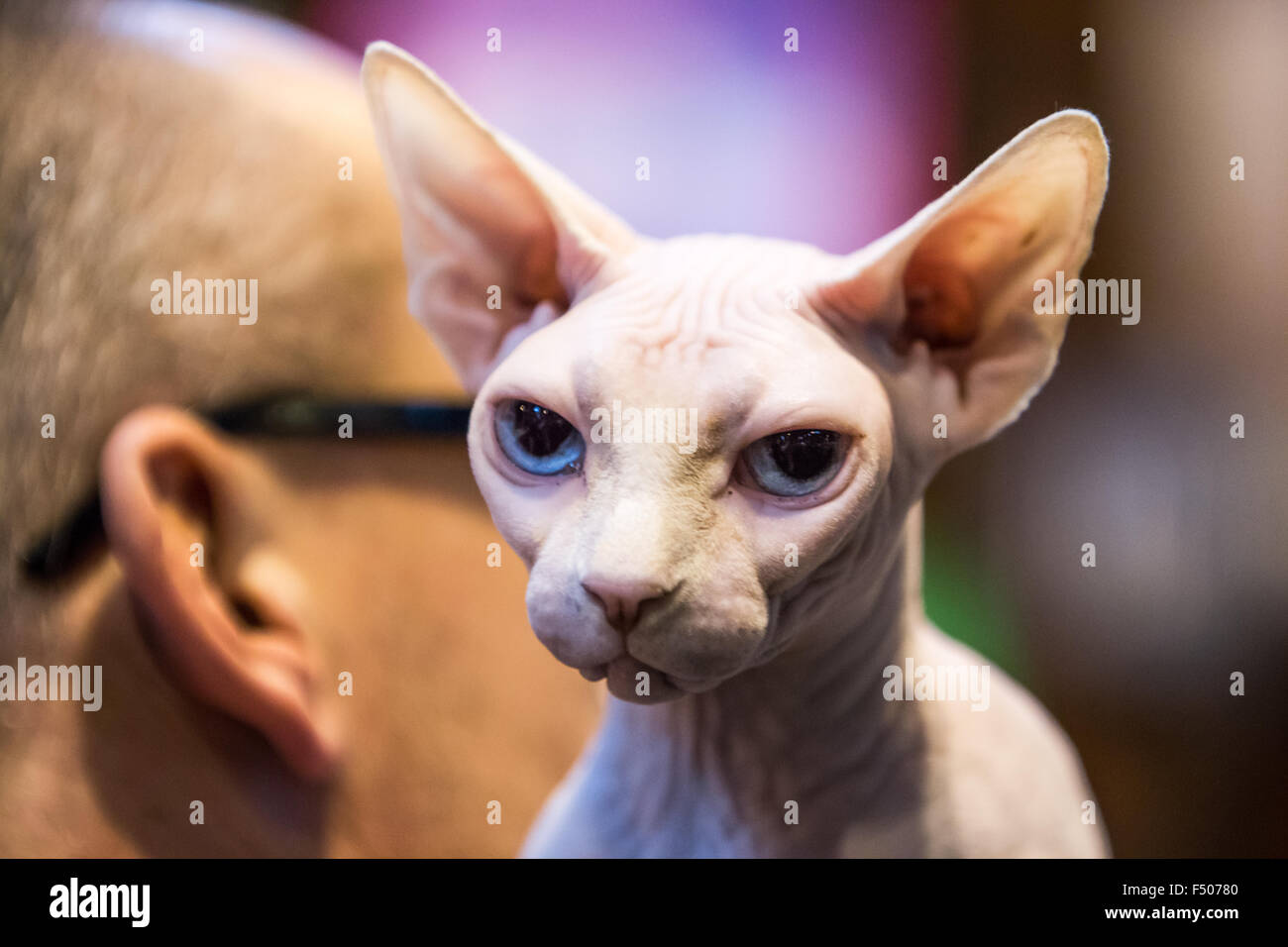 Birmingham, UK. 24 October 2015. 39th Supreme Cat Show held at the NEC ...