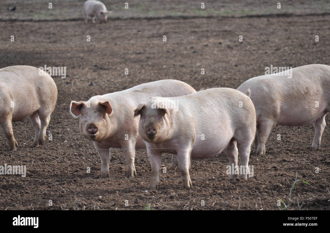 Cross pigs hi-res stock photography and images - Alamy
