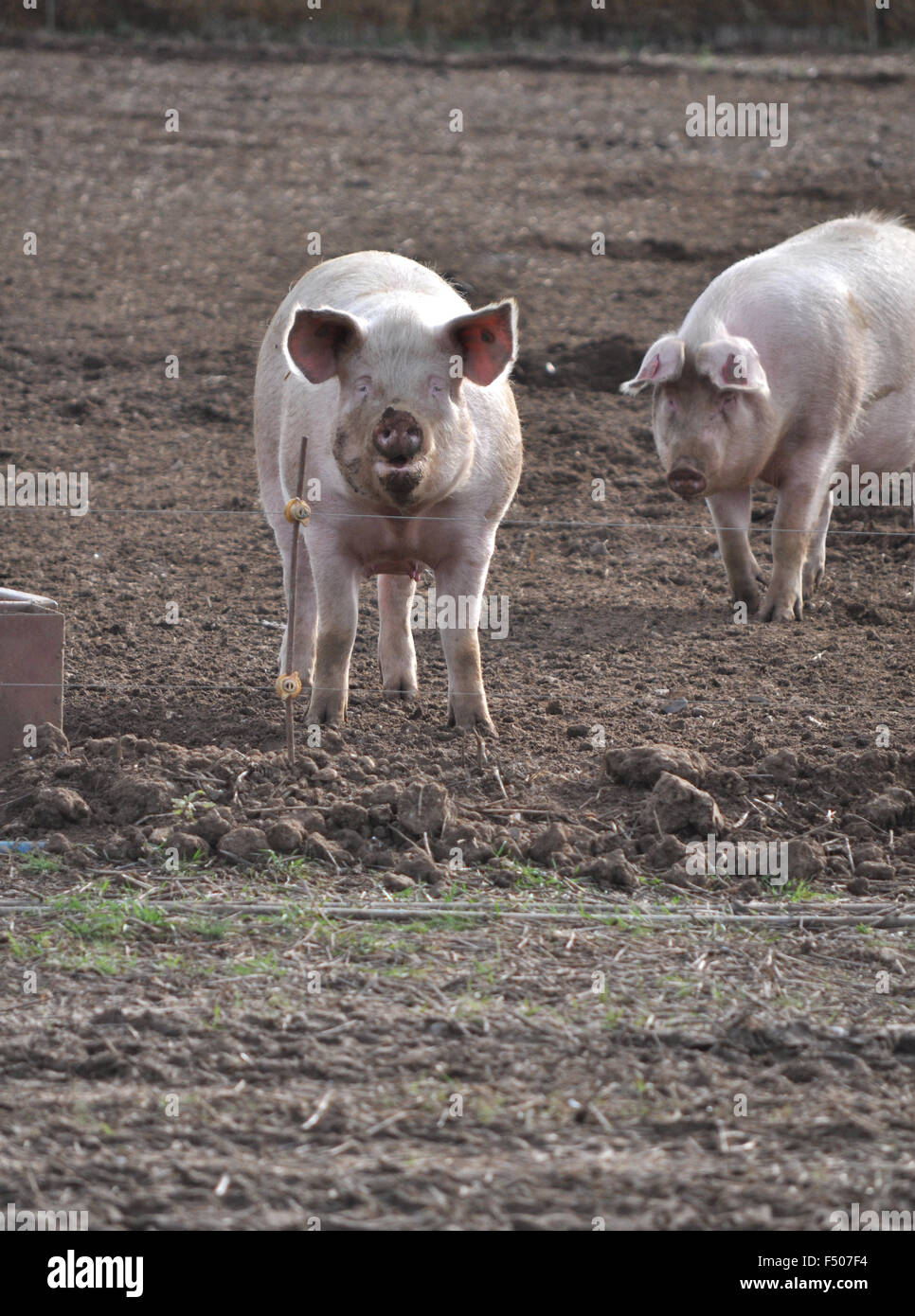 Cross bred pig hi-res stock photography and images - Alamy