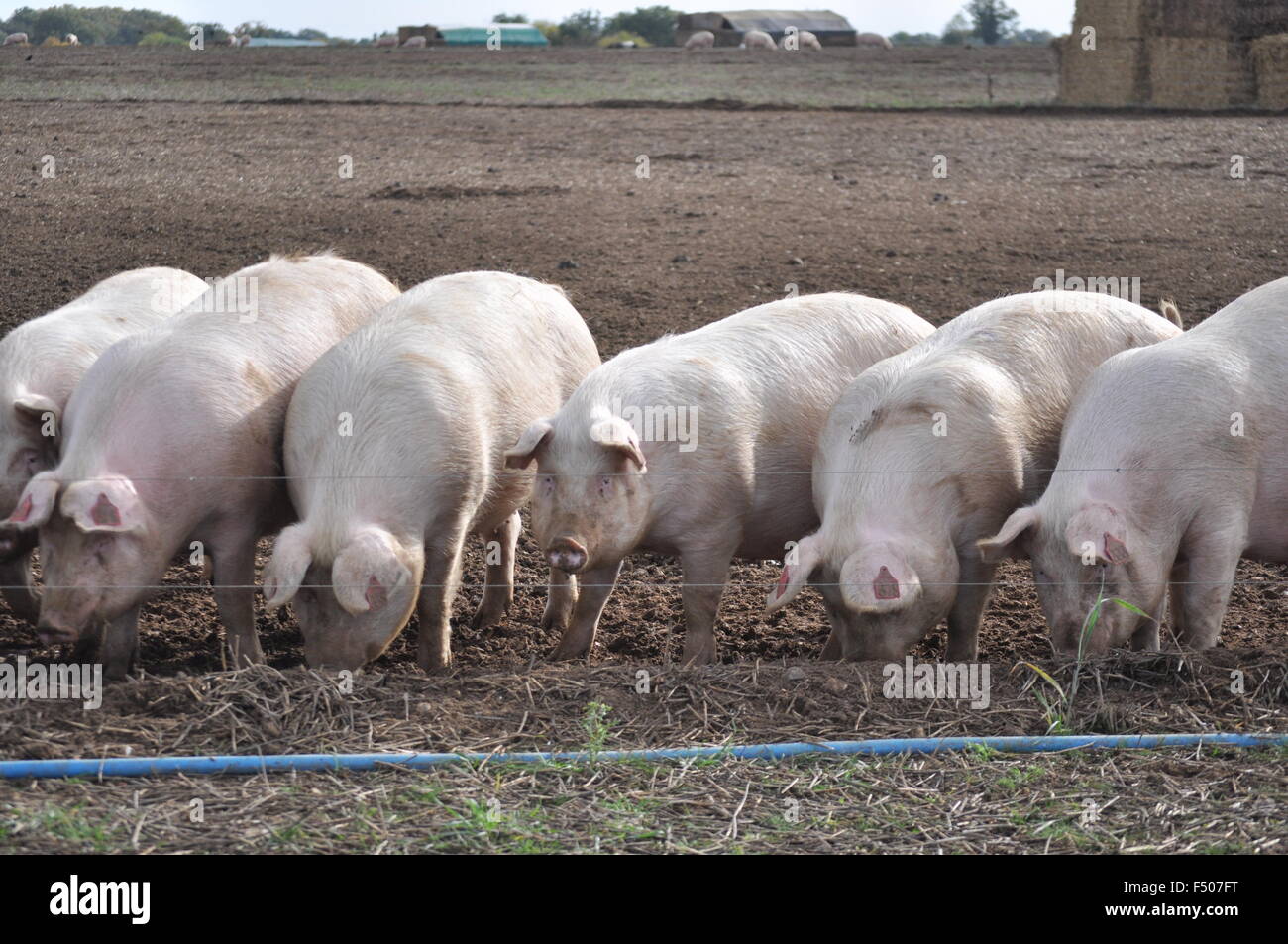 Cross bred pig hi-res stock photography and images - Alamy