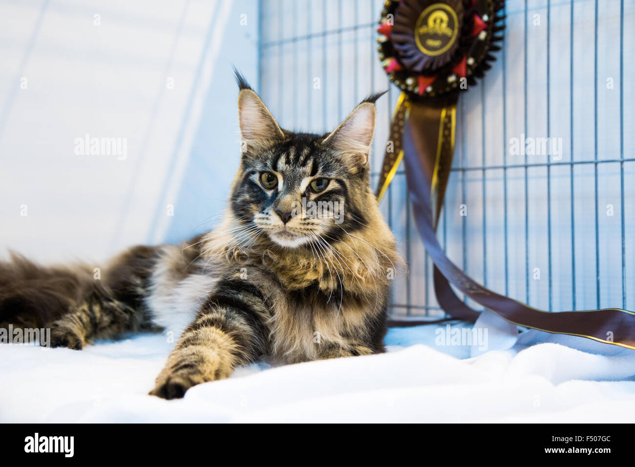 Birmingham, UK. 24 October 2015. 39th Supreme Cat Show held at the NEC ...