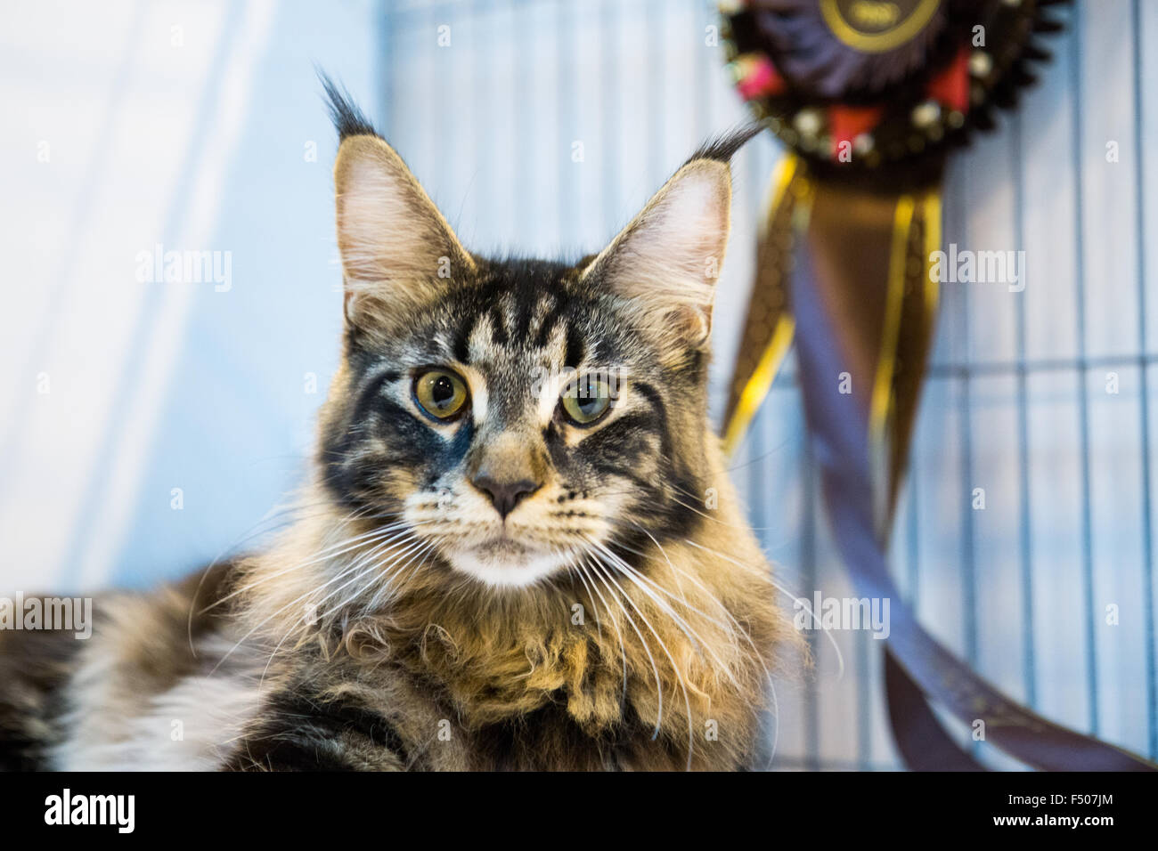 Birmingham, UK. 24 October 2015. 39th Supreme Cat Show held at the NEC ...