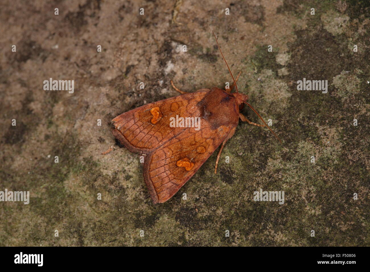 Large Ear Moth, Amphipoea lucens Stock Photo - Alamy