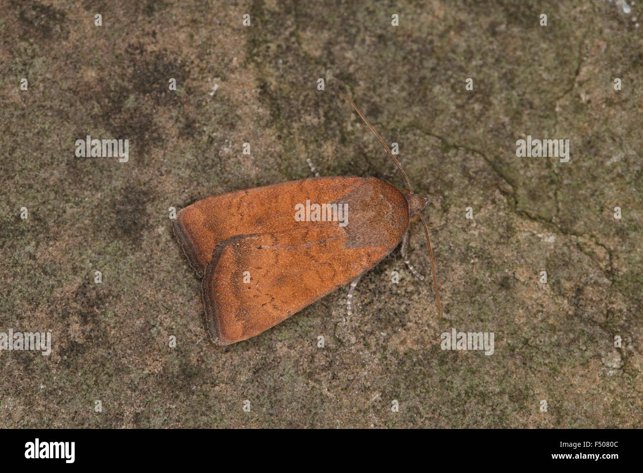 Least Yellow Underwing, Noctus interjecta Stock Photo - Alamy
