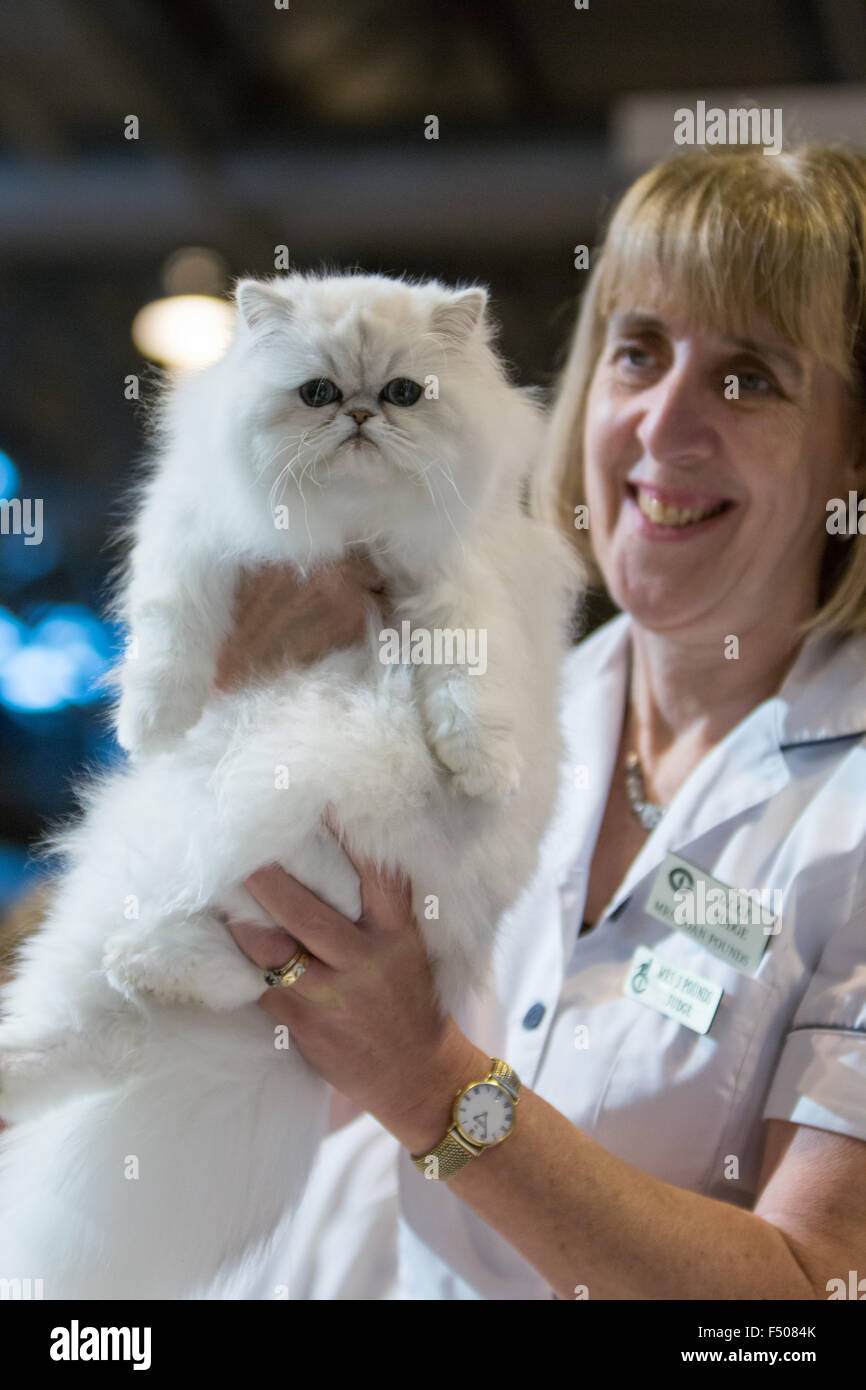Winner cat show hi-res stock photography and images - Alamy