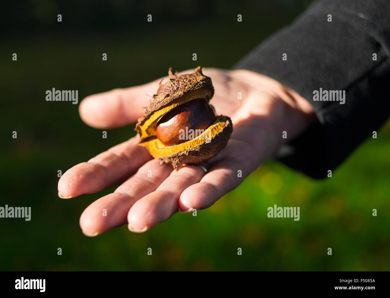 Conker in shell hi-res stock photography and images - Alamy
