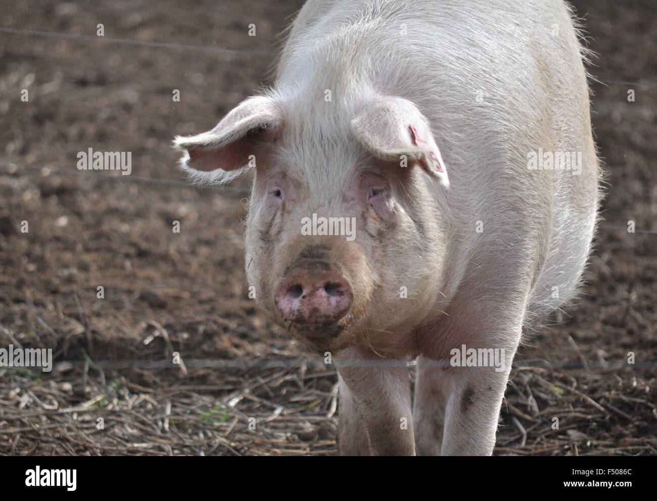 Farm pig lying down hi-res stock photography and images - Alamy