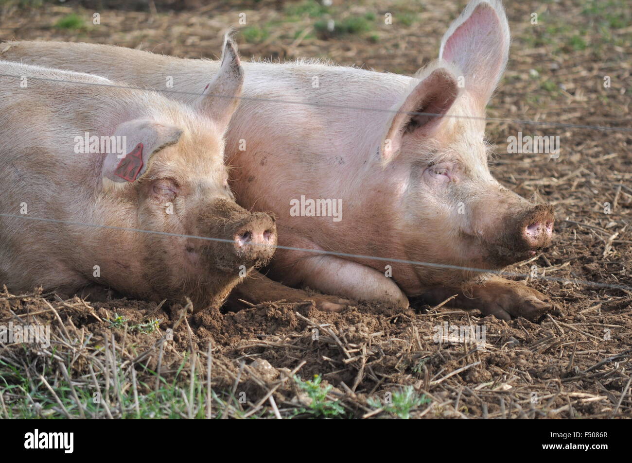 Cross bred pig hi-res stock photography and images - Alamy