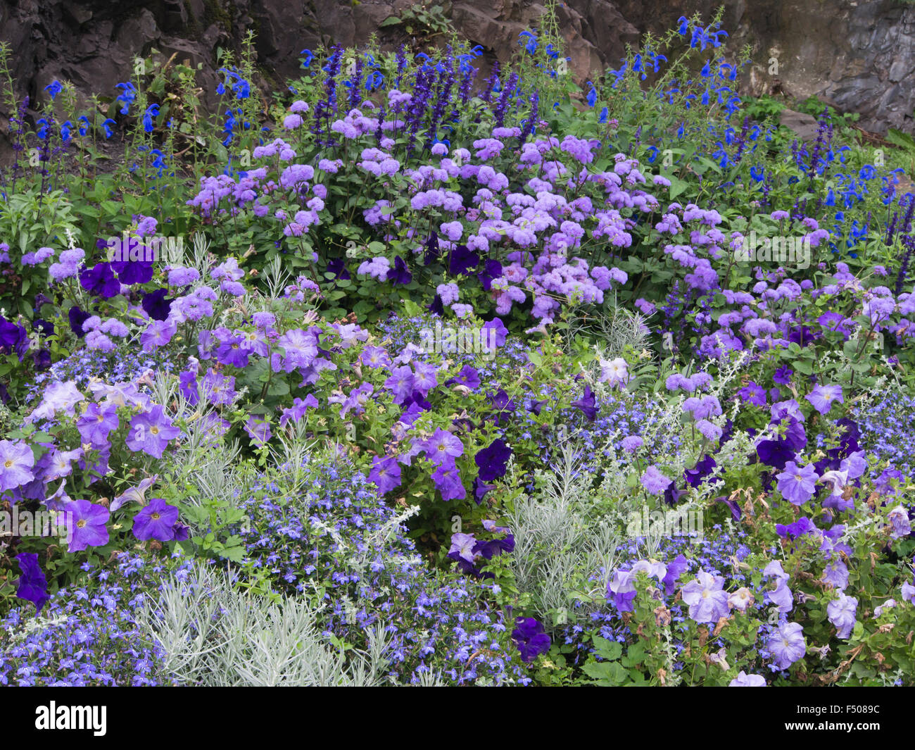 Selection of blue summer flowers in a flowerbed in a public part in ...