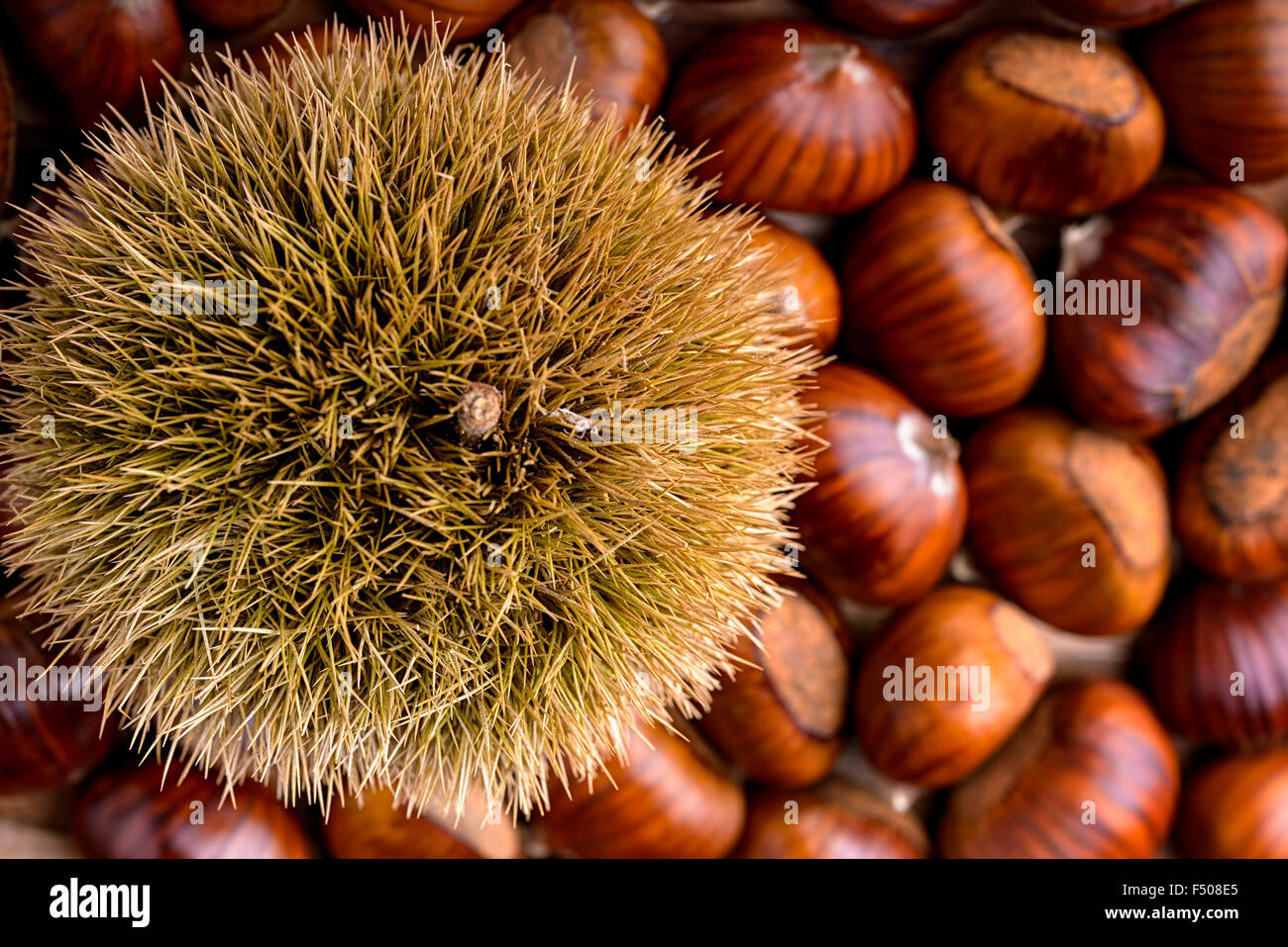 curly chestnut on heap of chestnut for food background Stock Photo - Alamy