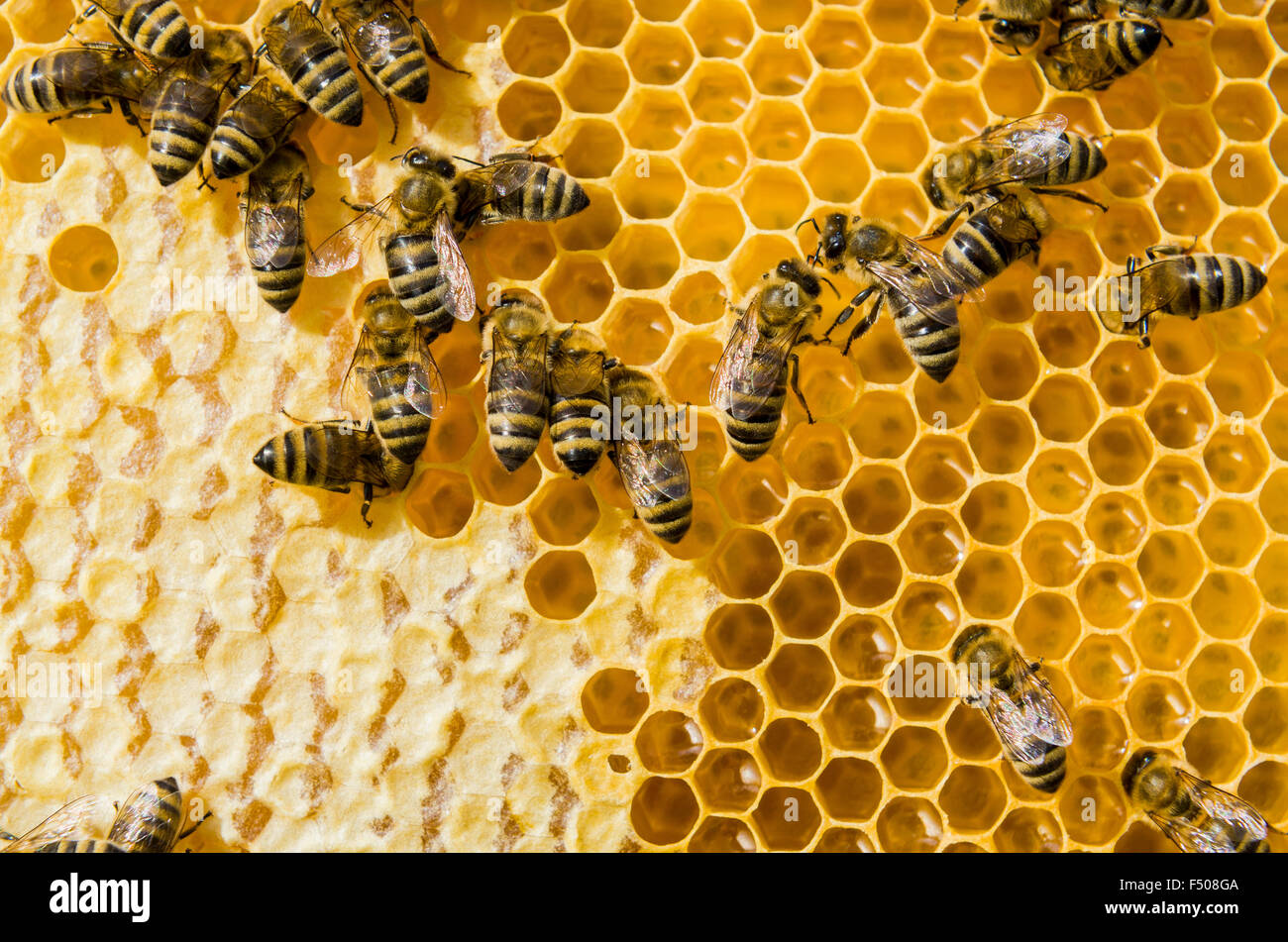 Carniolan honey bees (Apis mellifera carnica), a subspecies of the ...