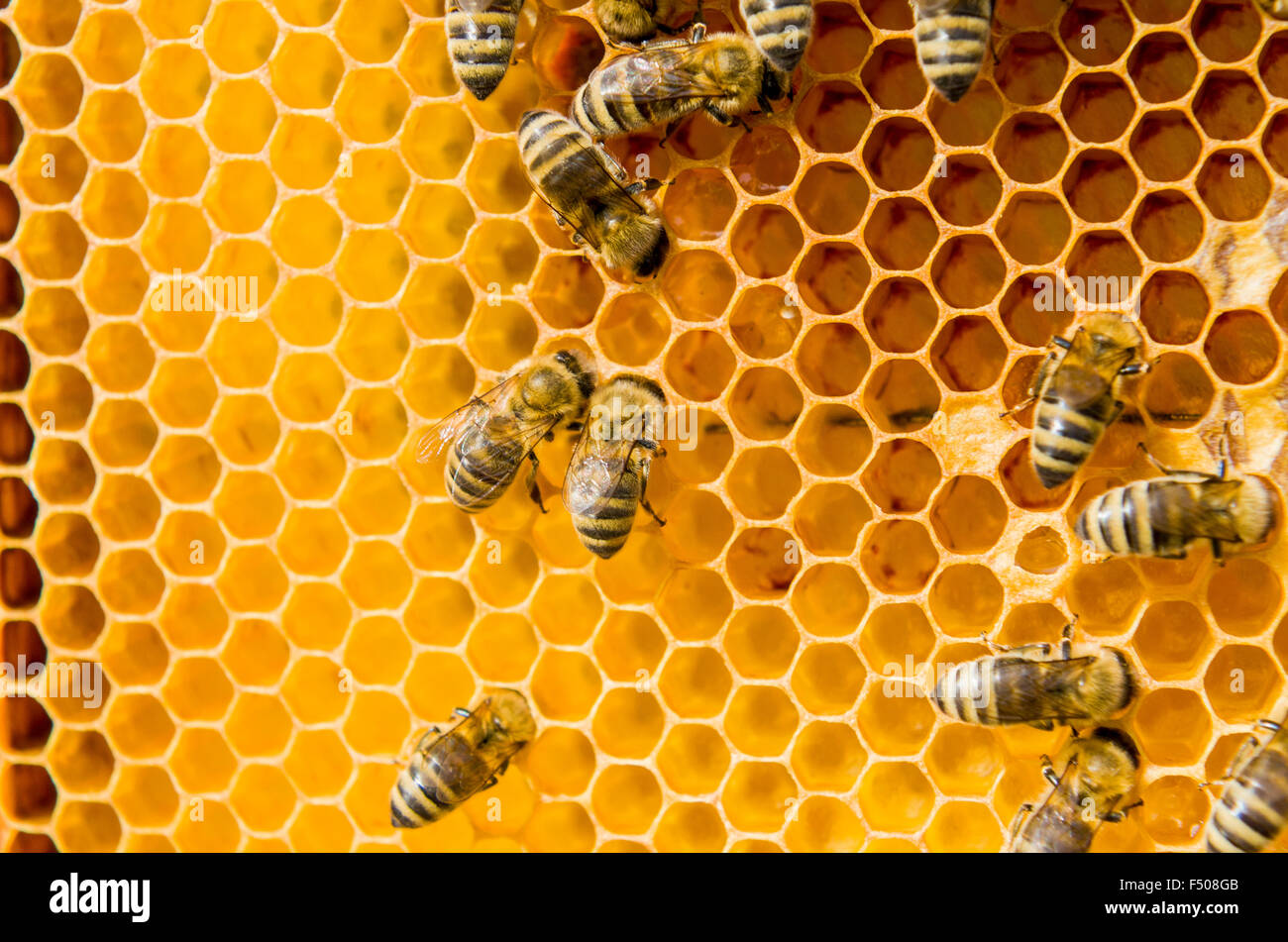 Carniolan honey bees (Apis mellifera carnica), a subspecies of the ...