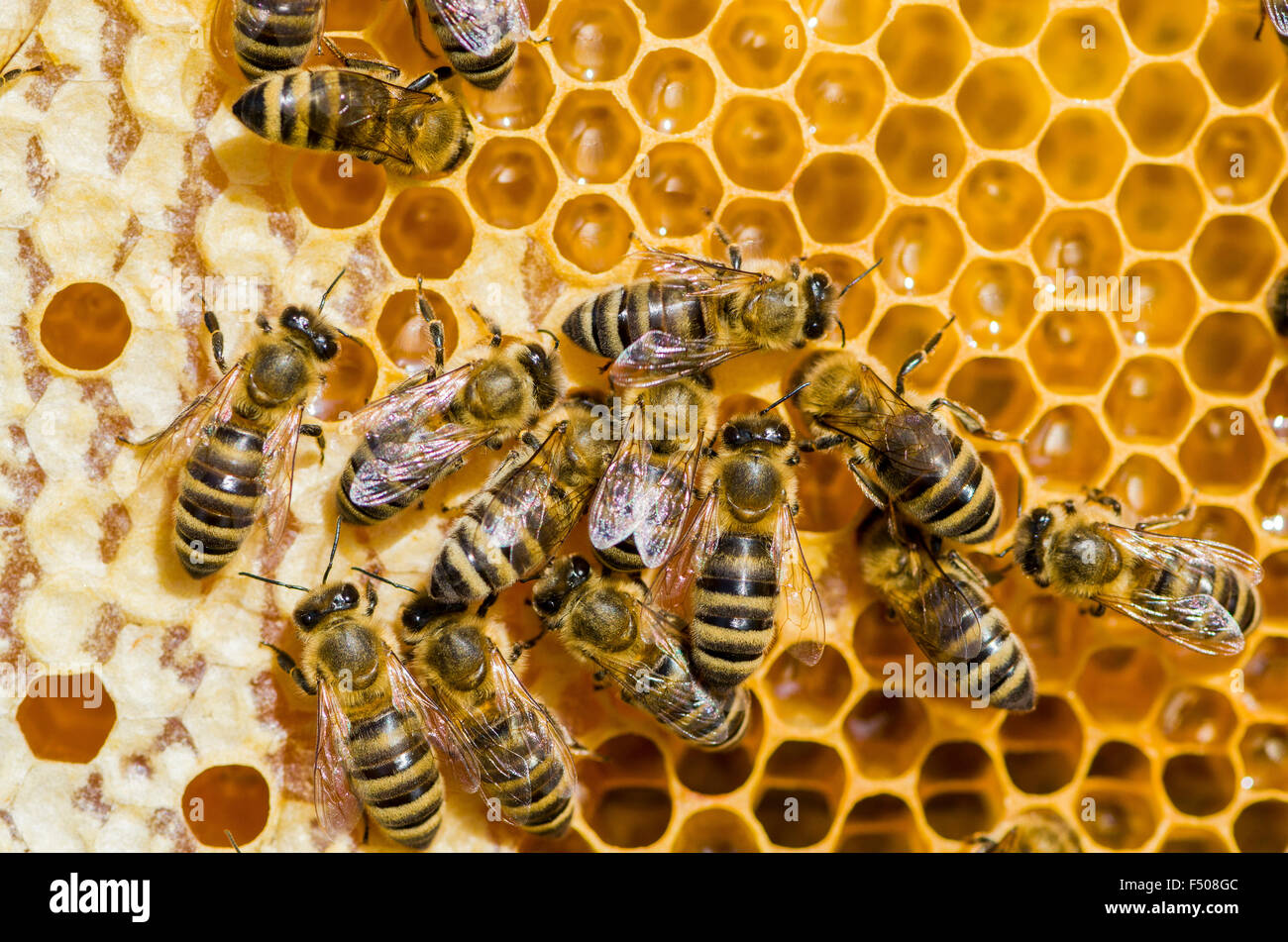 Carniolan honey bees (Apis mellifera carnica), a subspecies of the ...