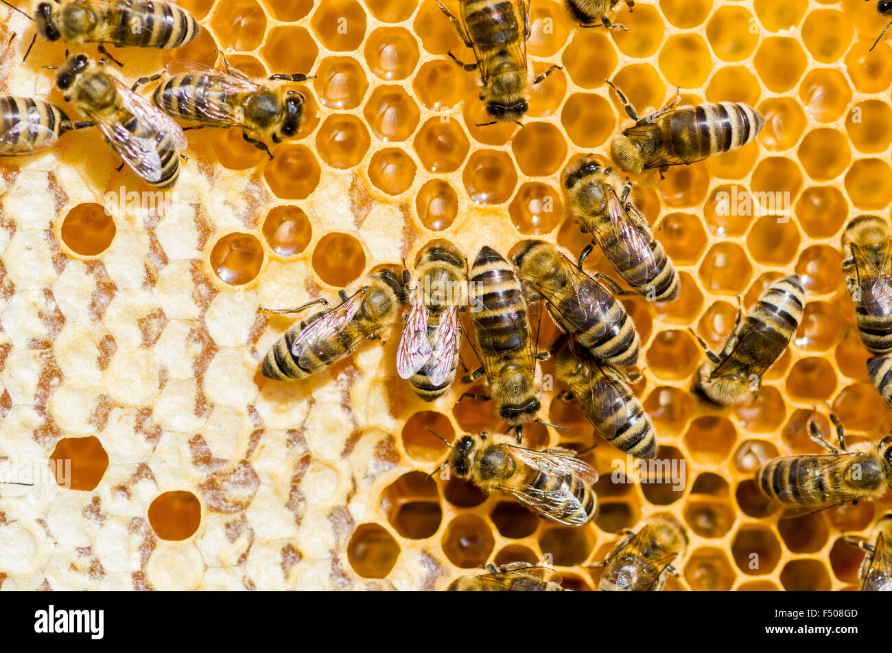 Carniolan honey bees (Apis mellifera carnica), a subspecies of the ...