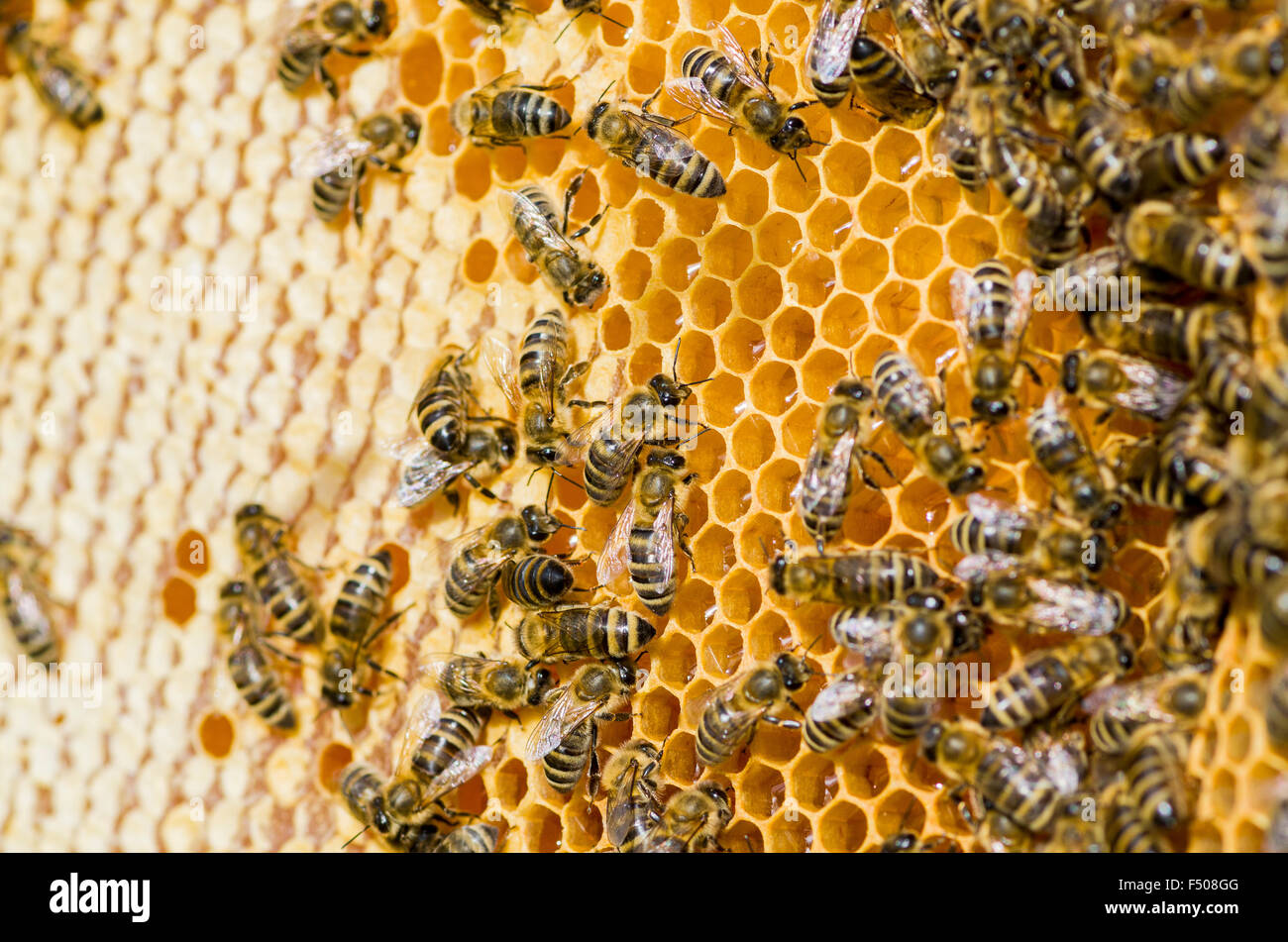 Carniolan honey bees (Apis mellifera carnica), a subspecies of the ...