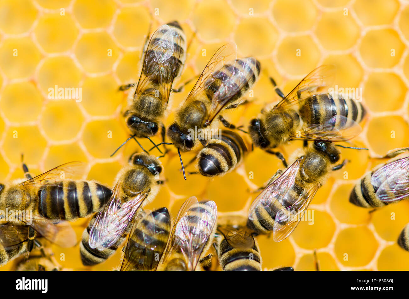 Carniolan honey bees (Apis mellifera carnica), a subspecies of the ...