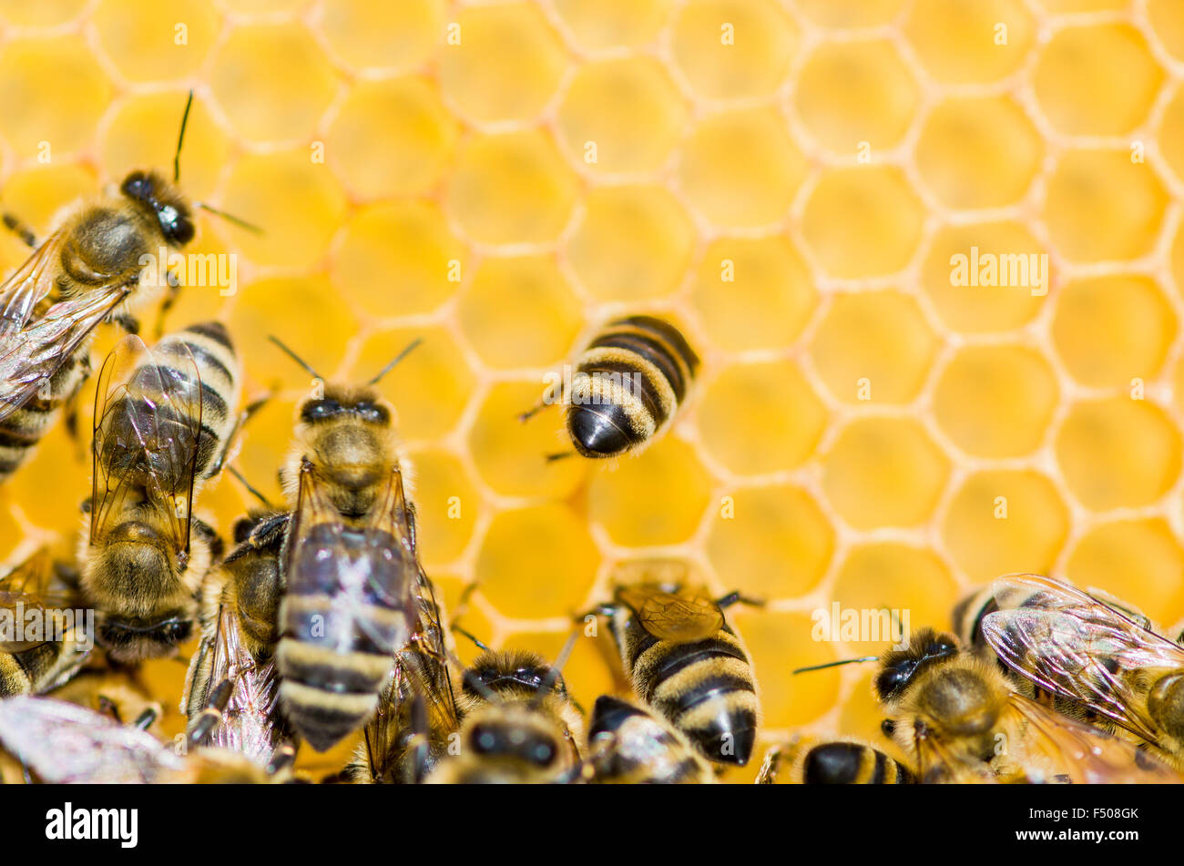 Carniolan honey bees (Apis mellifera carnica), a subspecies of the ...