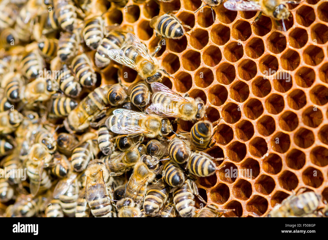Carniolan honey bees (Apis mellifera carnica), a subspecies of the ...