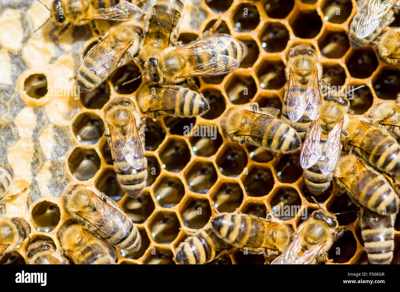 Carniolan honey bees (Apis mellifera carnica), a subspecies of the ...