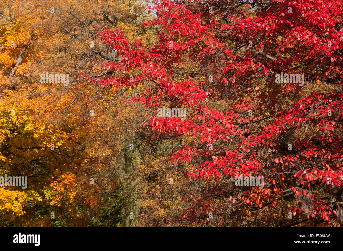 Glorious autumn foliage Stock Photo - Alamy