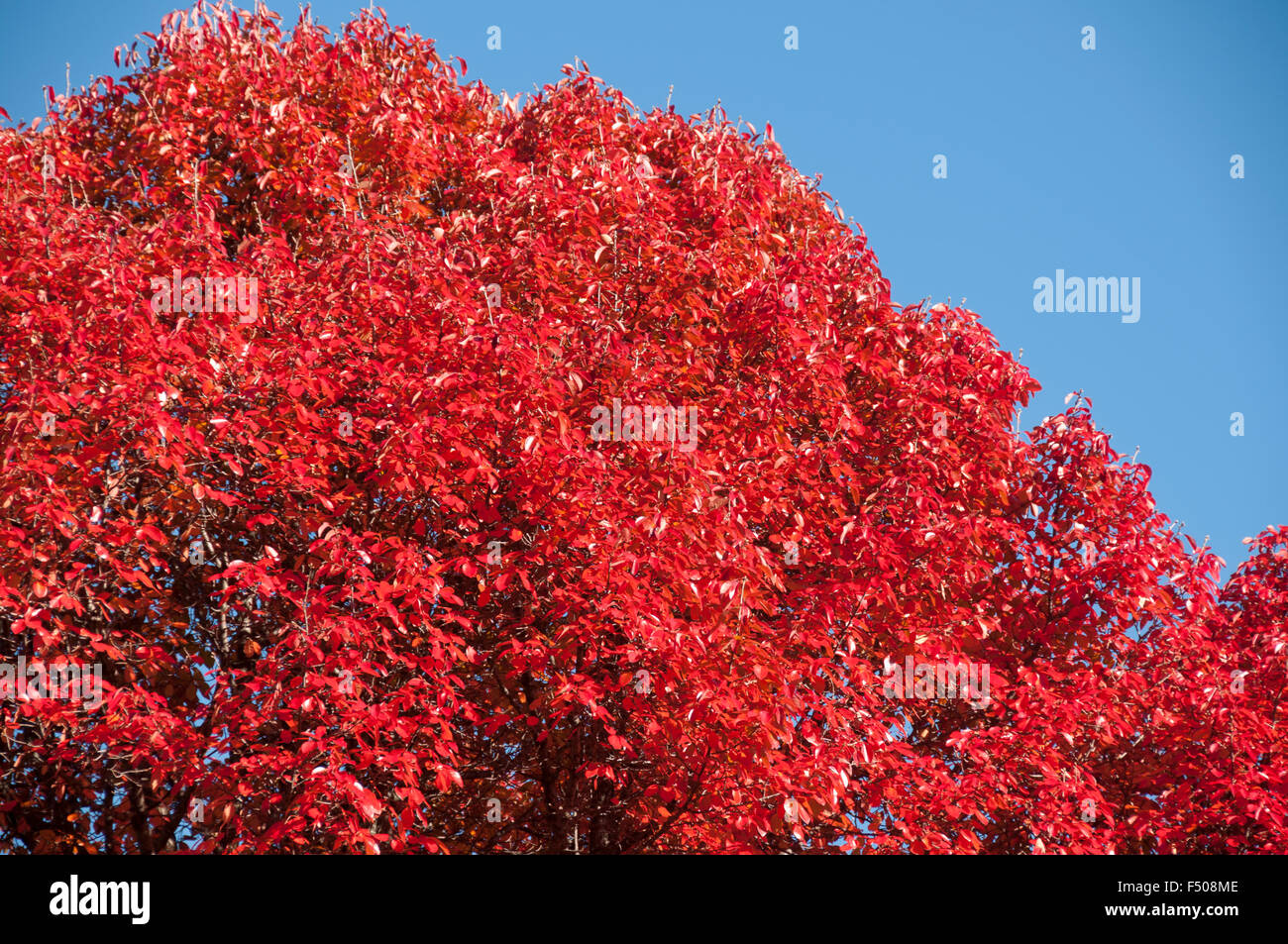 Glorious autumn foliage Stock Photo - Alamy