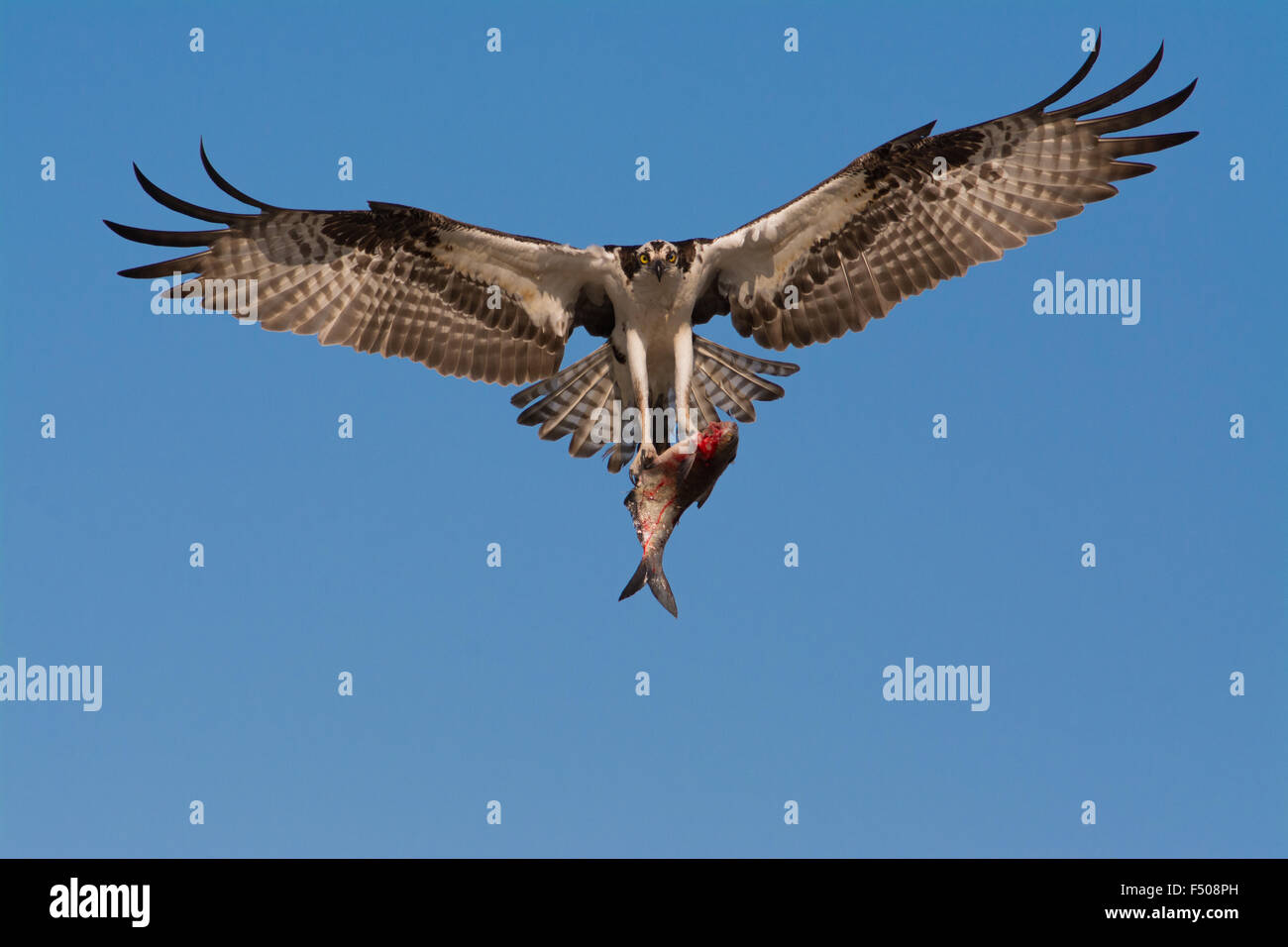 Osprey in flight carrying fish in Talons Stock Photo - Alamy