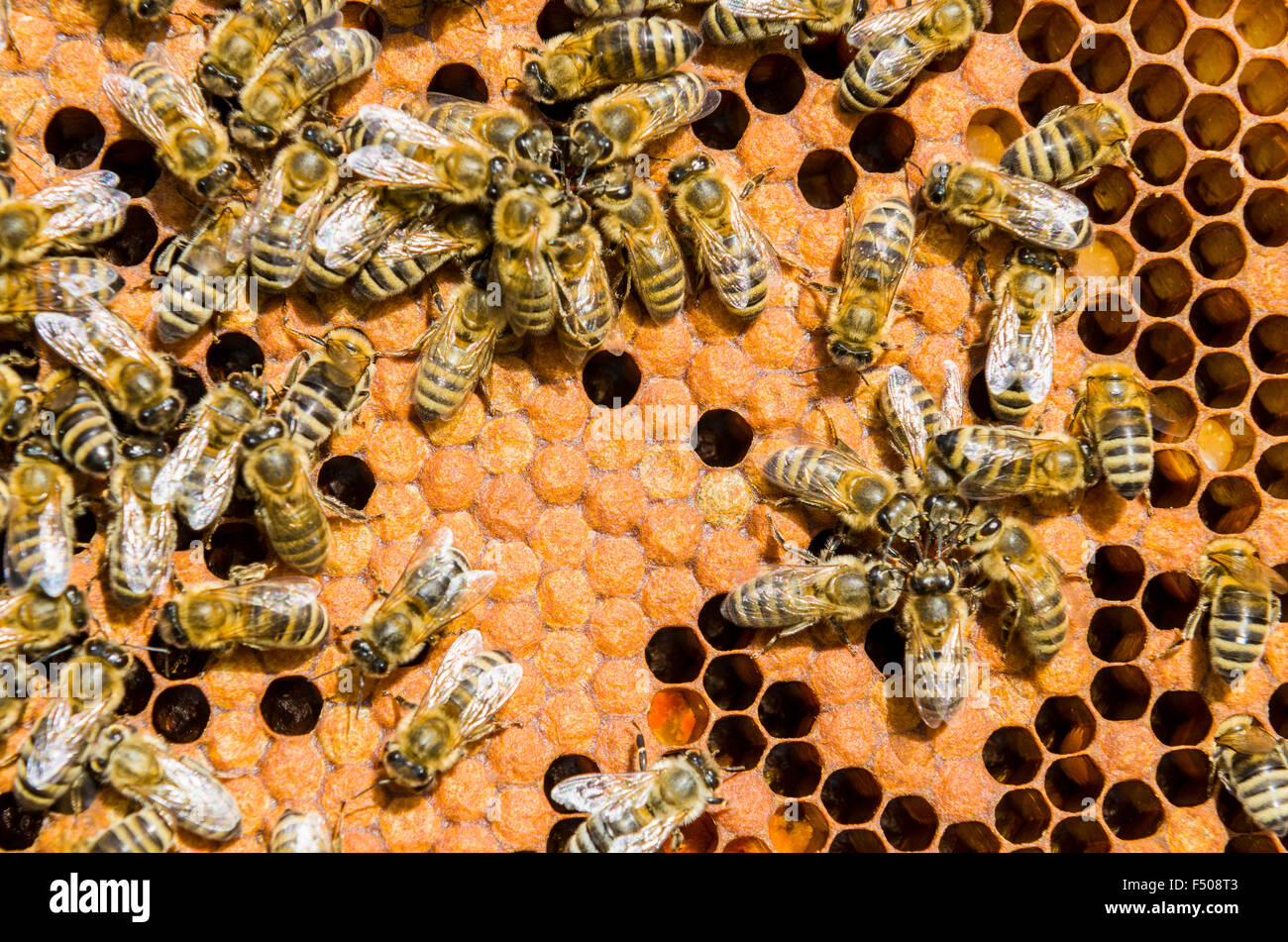 Carniolan honey bees (Apis mellifera carnica), a subspecies of the ...