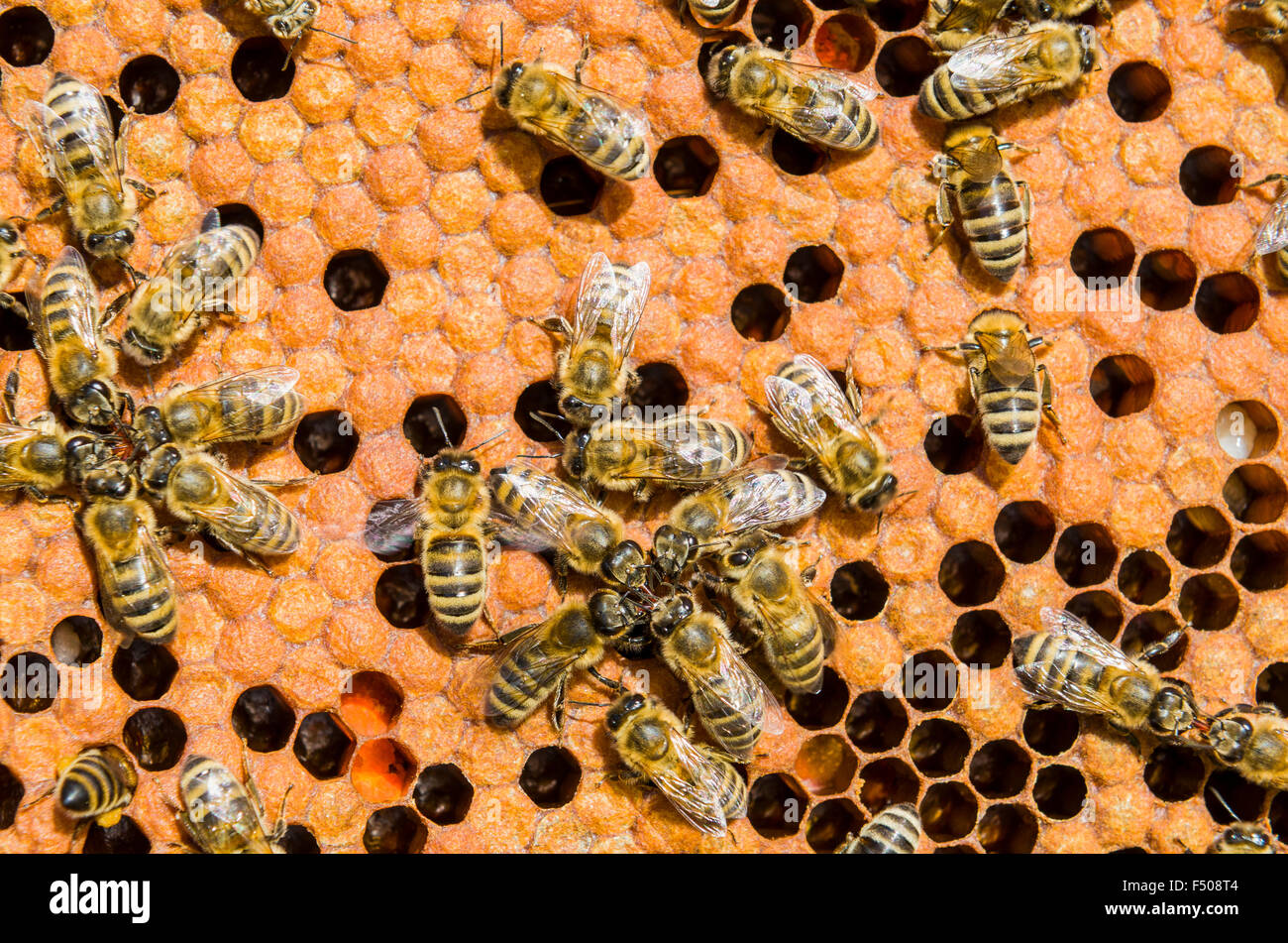 Carniolan honey bees (Apis mellifera carnica), a subspecies of the ...