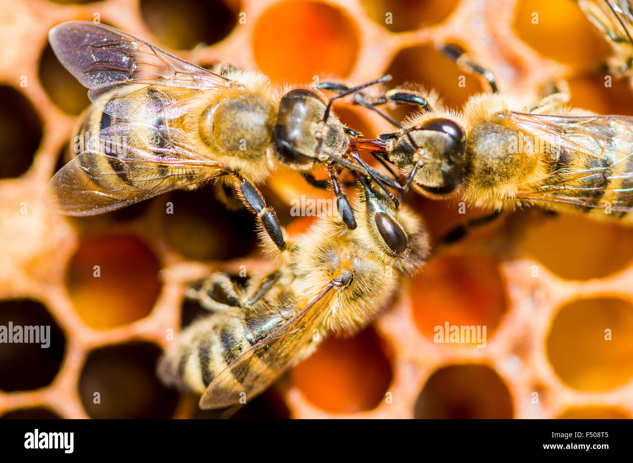Carniolan honey bees (Apis mellifera carnica), a subspecies of the ...