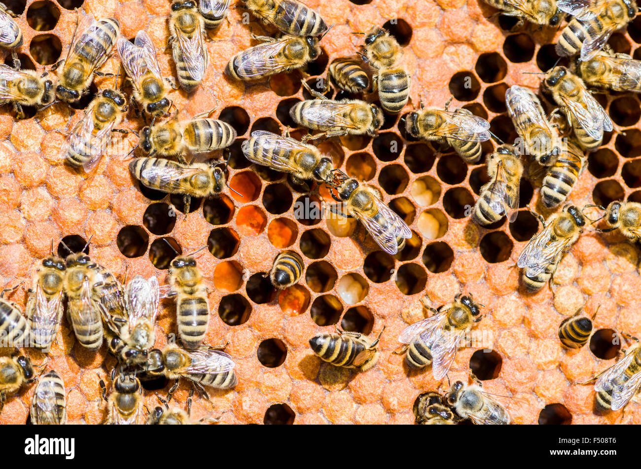 Carniolan honey bees (Apis mellifera carnica), a subspecies of the ...