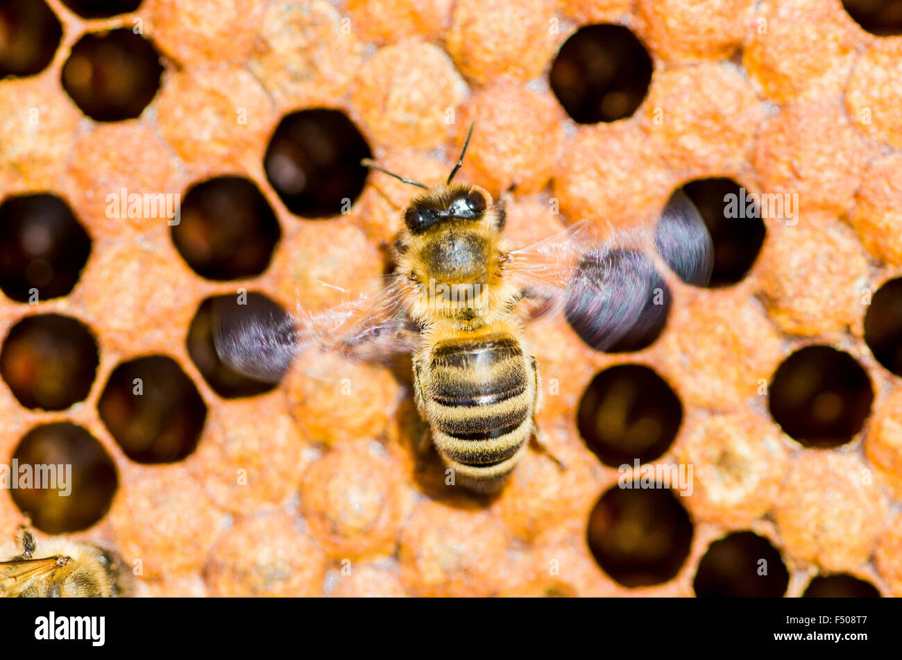 Carniolan honey bees (Apis mellifera carnica), a subspecies of the ...