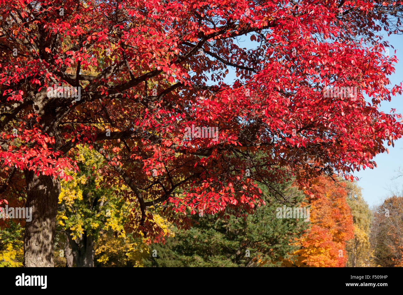 Glorious hues hi-res stock photography and images - Alamy