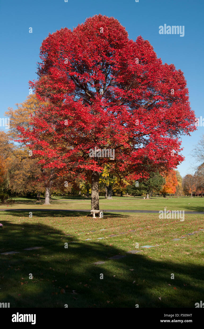 Glorious autumn foliage Stock Photo - Alamy