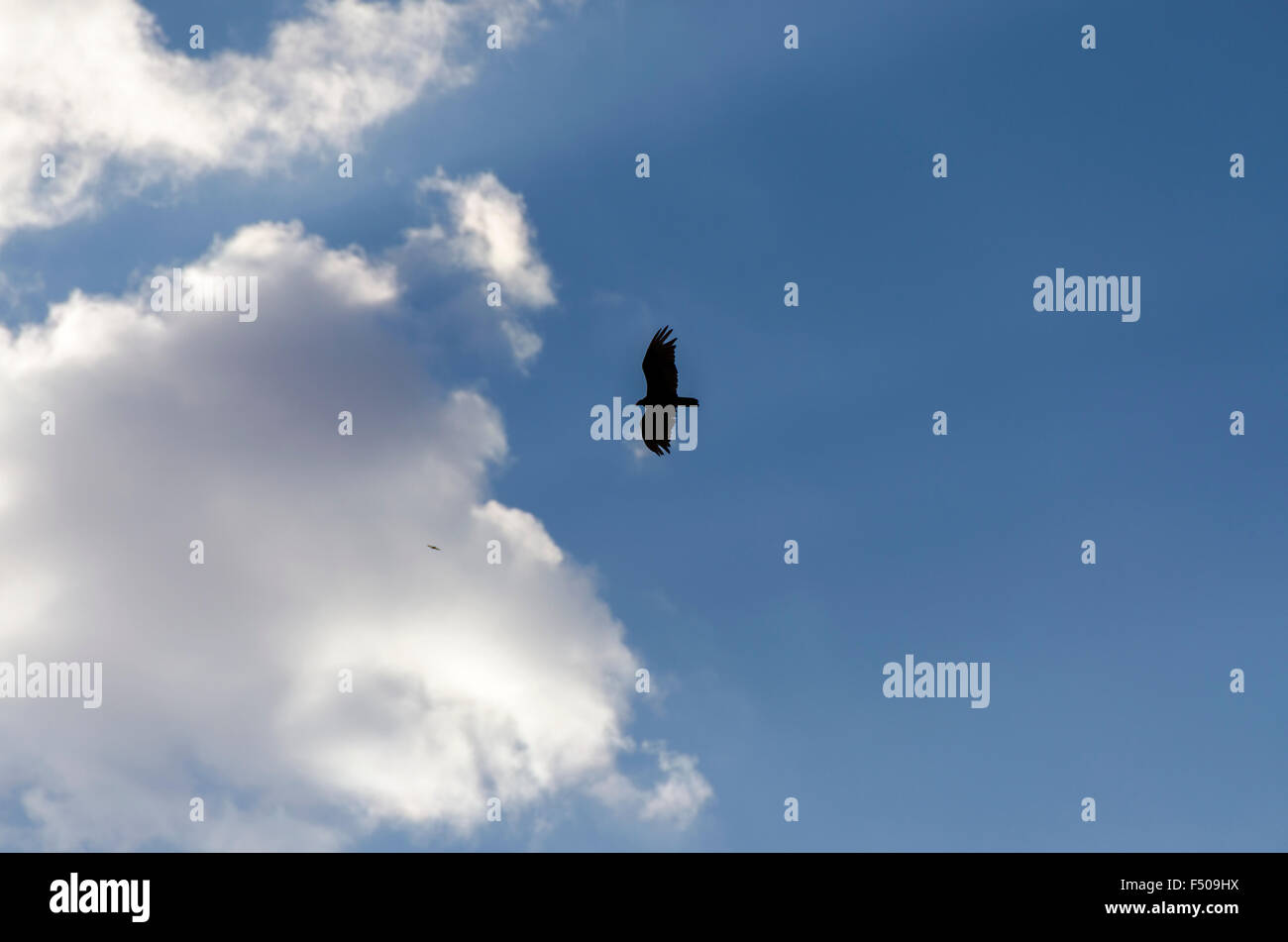 Monument valley utah bird hi-res stock photography and images - Alamy