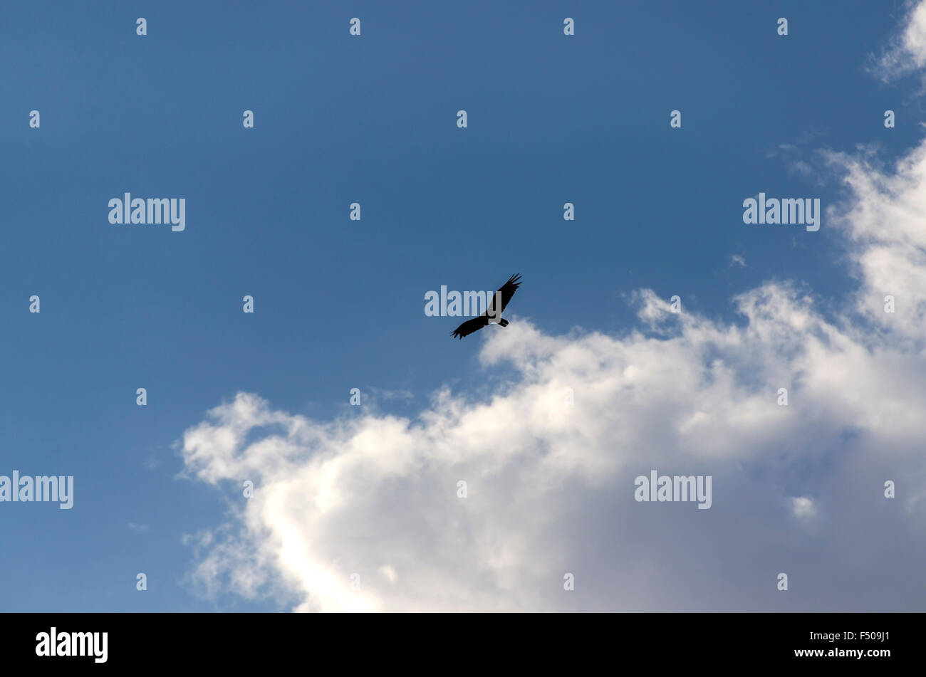 Monument valley utah bird hi-res stock photography and images - Alamy