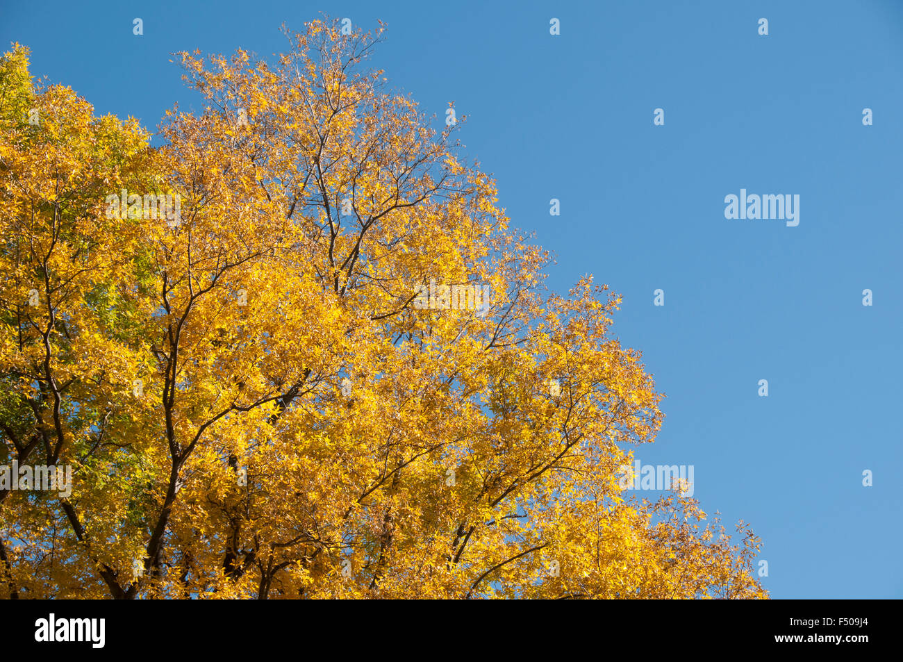 Glorious autumn foliage Stock Photo - Alamy