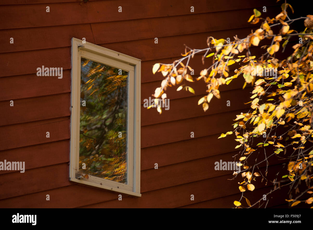 Fall foliage reflecting in window Stock Photo - Alamy