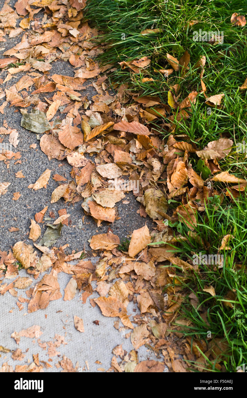 Fallen autumn leaves lie along the edge of a path Stock Photo - Alamy