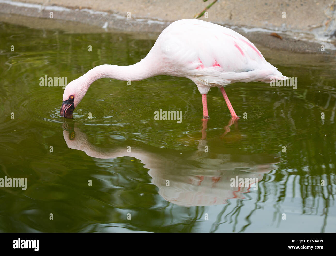 Lesser Flamingo (Phoeniconaias minor) adult filter feeding Stock Photo ...