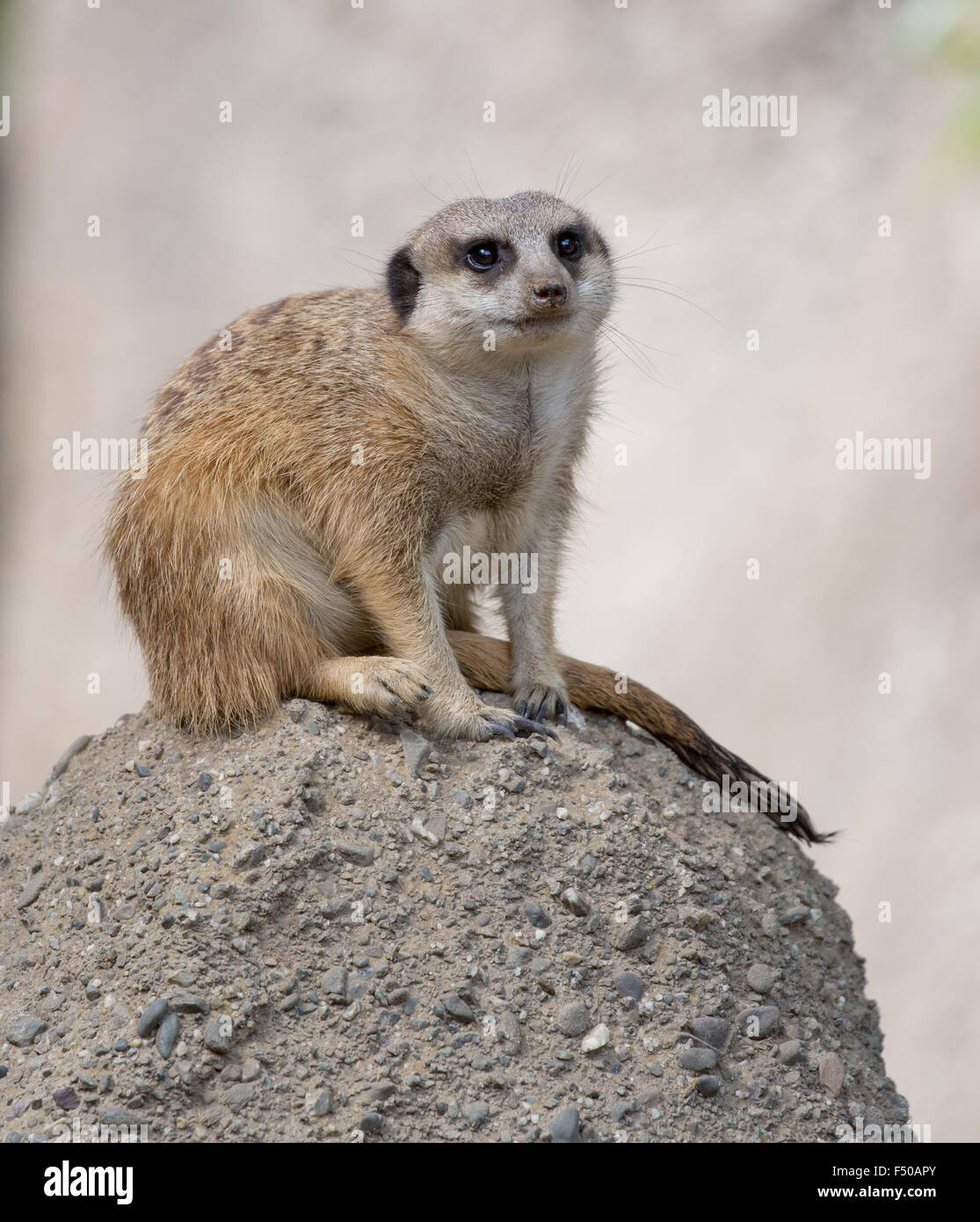 Adorable suricatta hi-res stock photography and images - Alamy