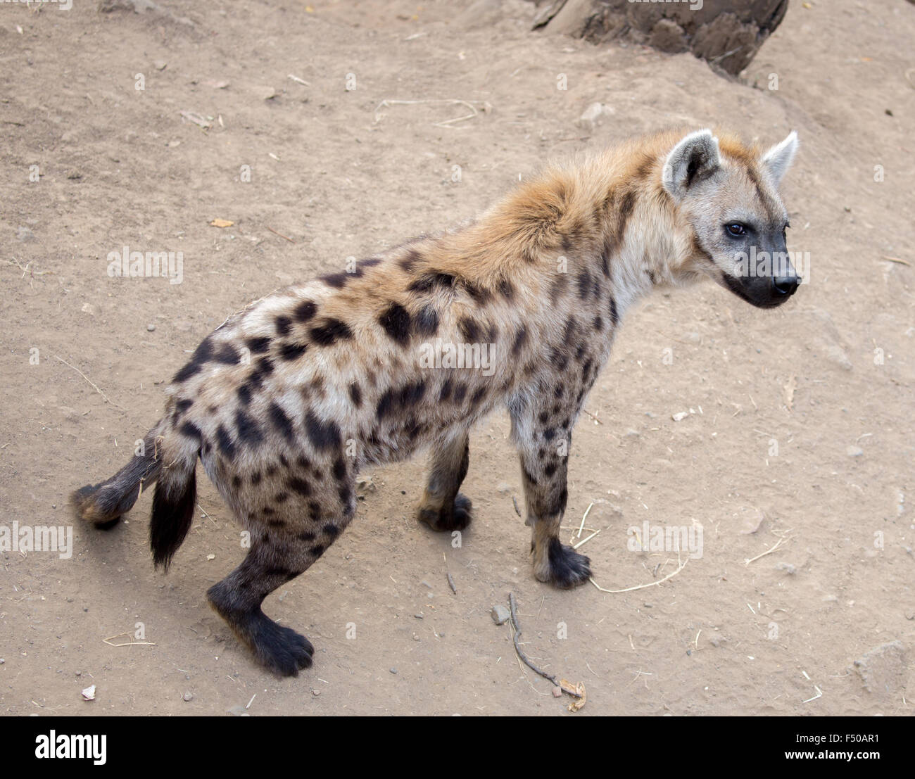 Spotted Hyena (Crocuta crocuta Stock Photo - Alamy