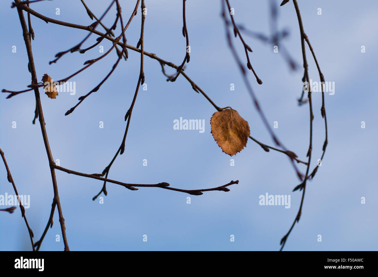A tree with very few leaves left hi-res stock photography and images ...