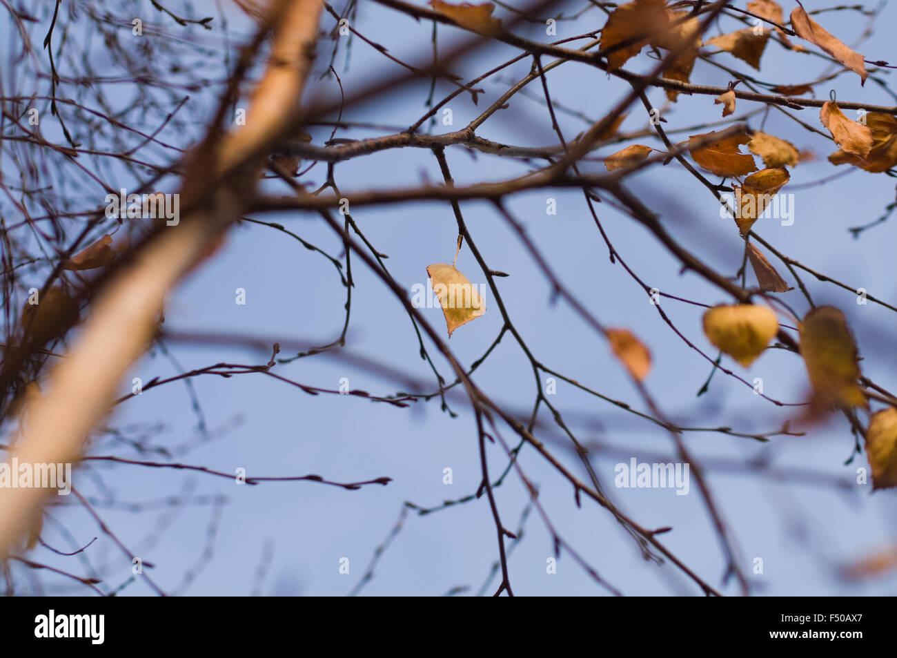 Tree with few leaves hi-res stock photography and images - Alamy
